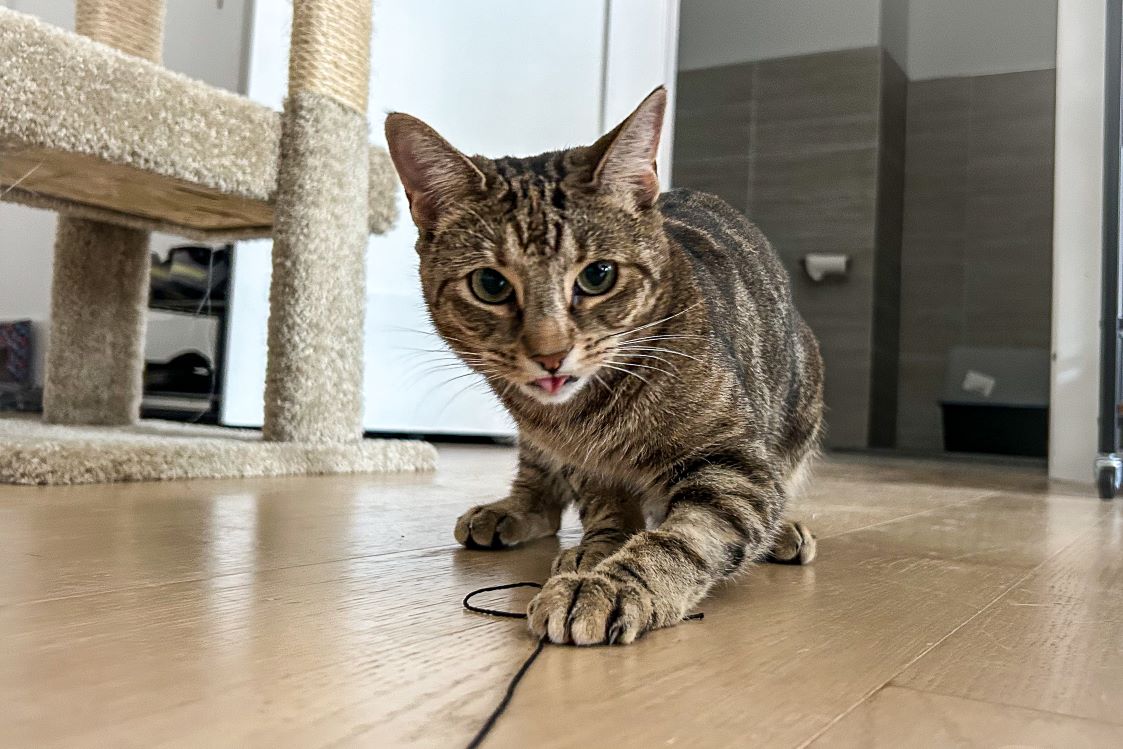 Happy Cat Tips, Advice & Product Reviews | The Cat Chaddy