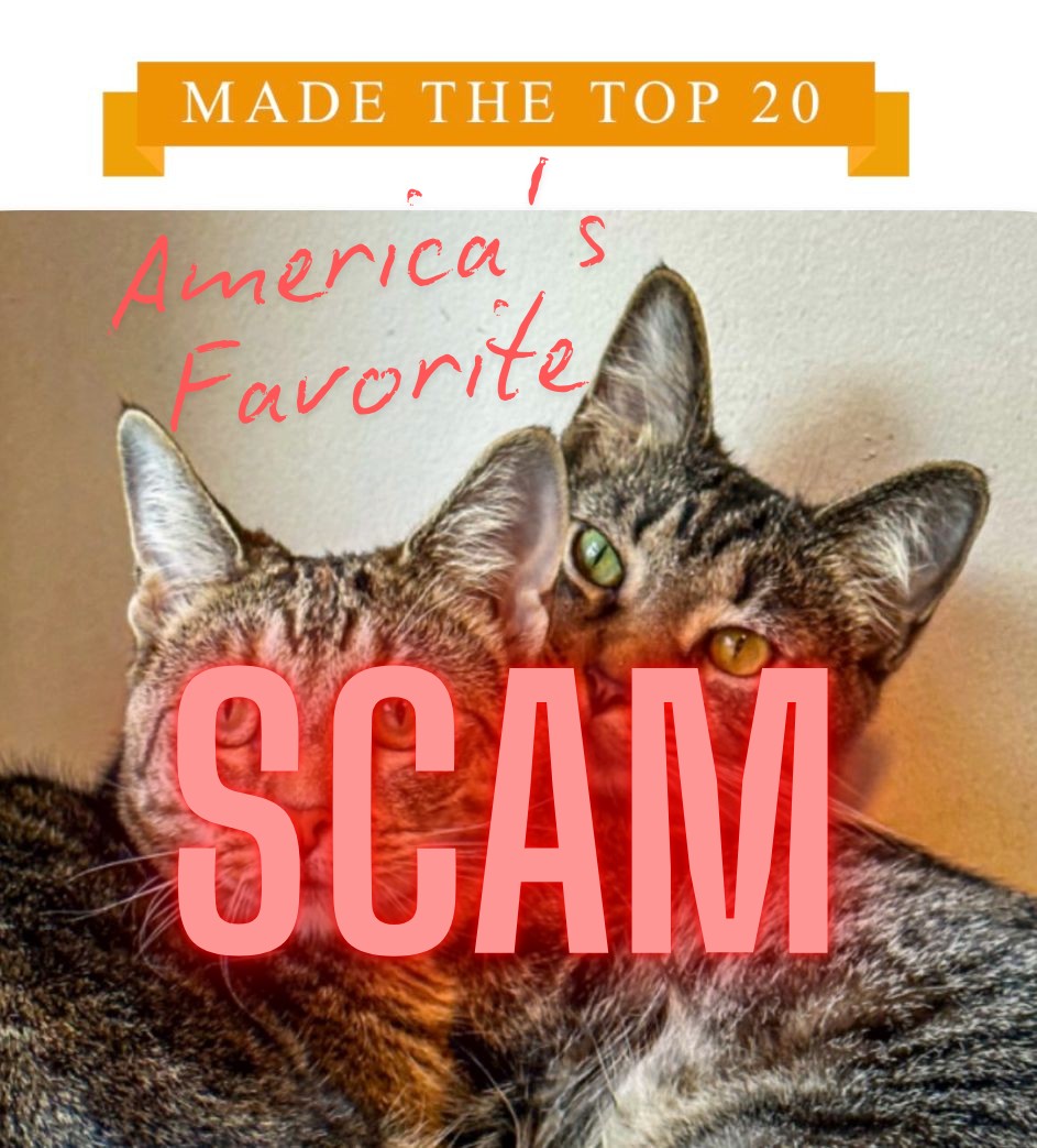 Why America's Favorite Pet is a Scam - The Cat Chaddy